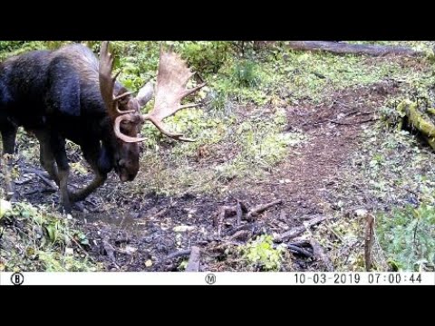 Moose Wallow / Rutting & Grunting / North Idaho 2019 - YouTube