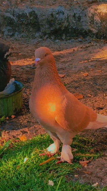 morning pigeon sound Fancy Pigeons | homingpigeons | pigeon world1 ...