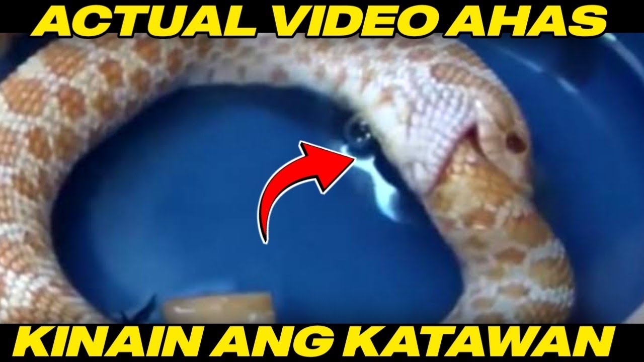 ACTUAL VIDEO AHAS KINAIN ang BUONG KATAWAN hangang MAMATAY - YouTube