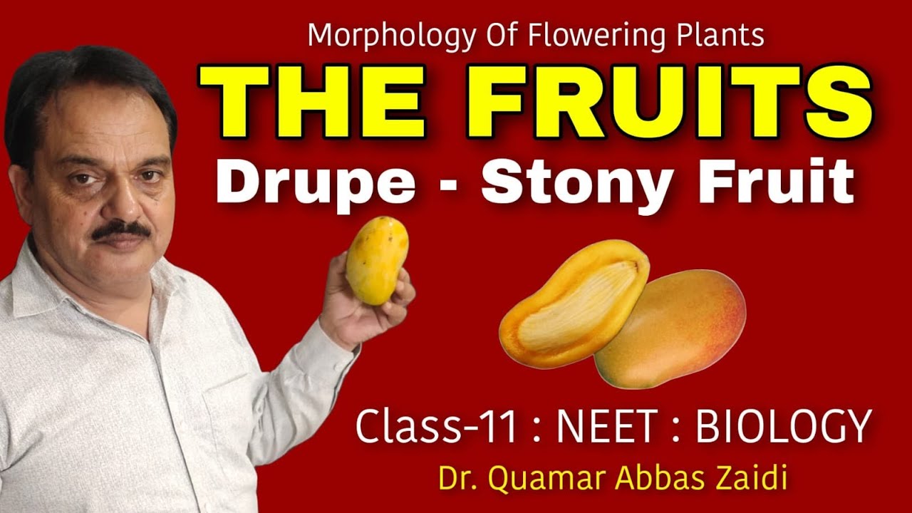 The Fruits (Drupe - Stony) - Class 11 - NEET - NCERT - Biology - Dr ...