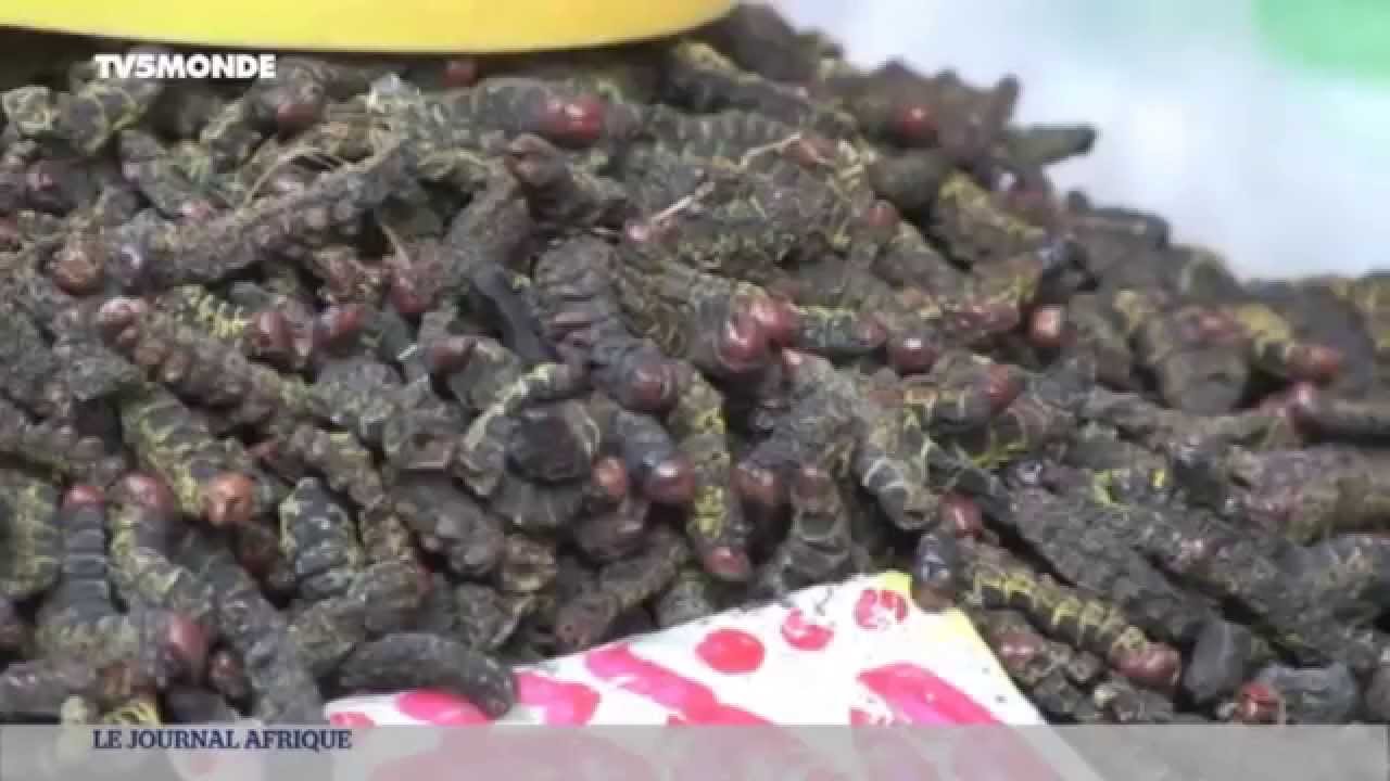 RD CONGO: MANGER DES INSECTES - YouTube
