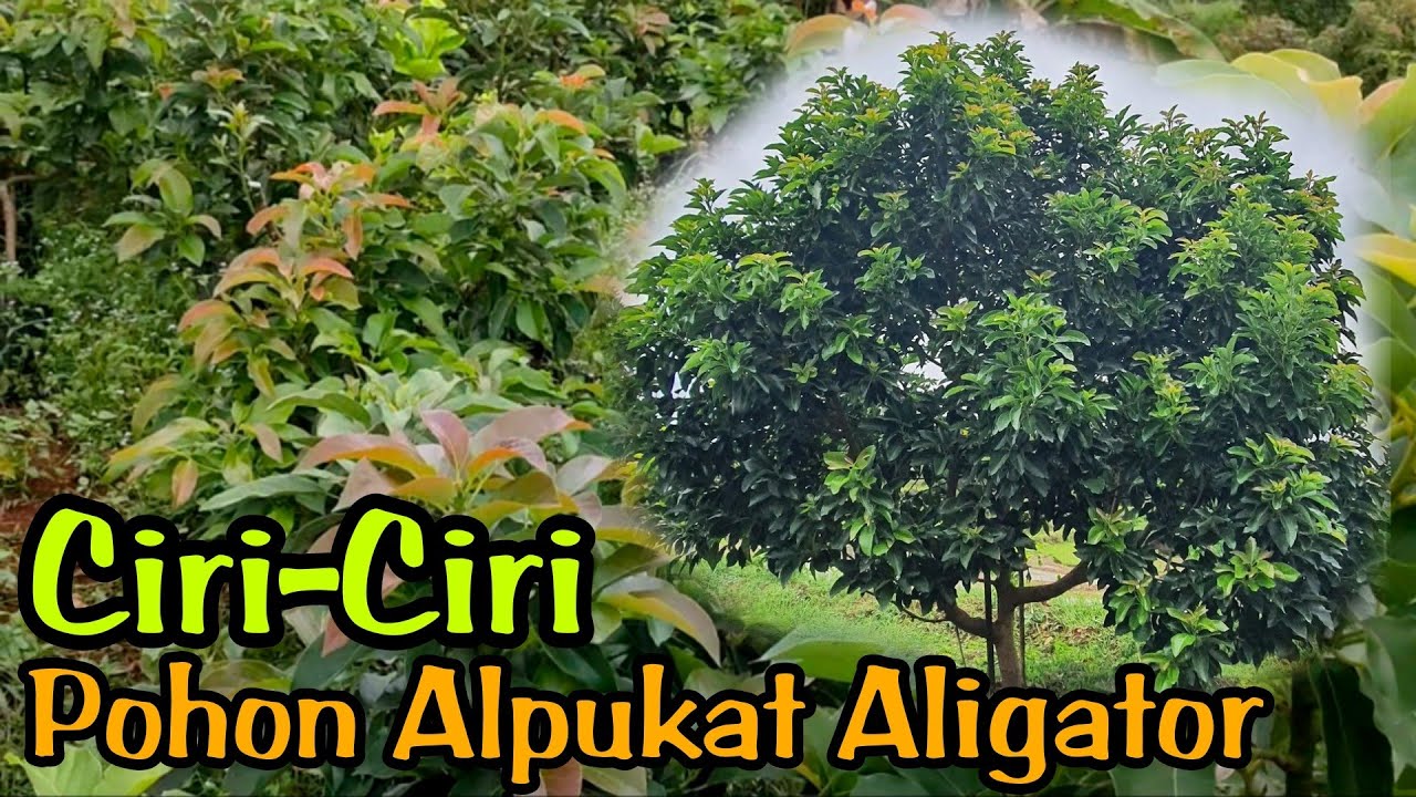 Ciri-ciri Pohon Alpukat Aligator Setelah Usia 20 Bulan Tanam - YouTube