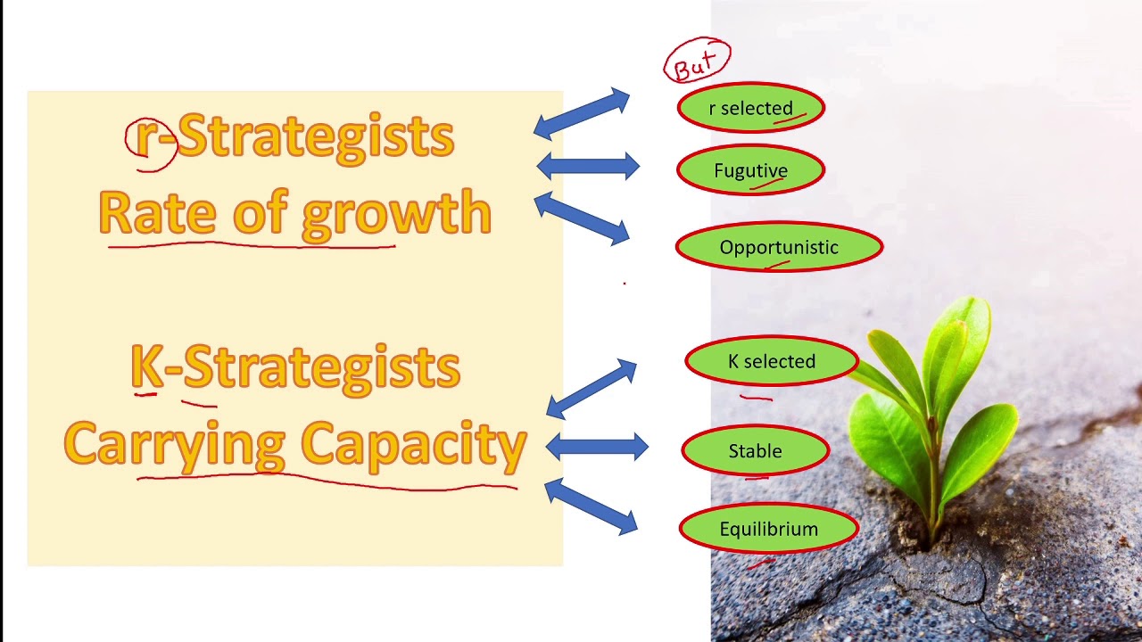 Life History Strategies r and K Selection - YouTube