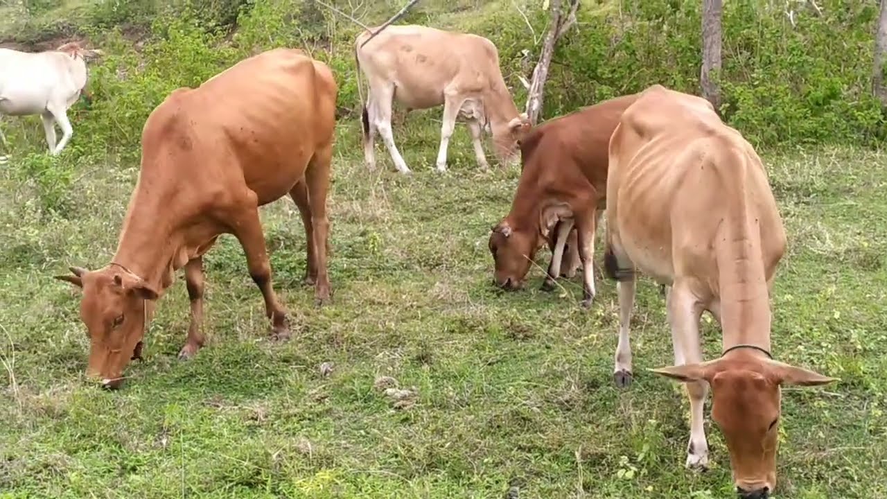 Kawanan Sapi Kampung Lagi Menikmati Rumput Hijau - YouTube