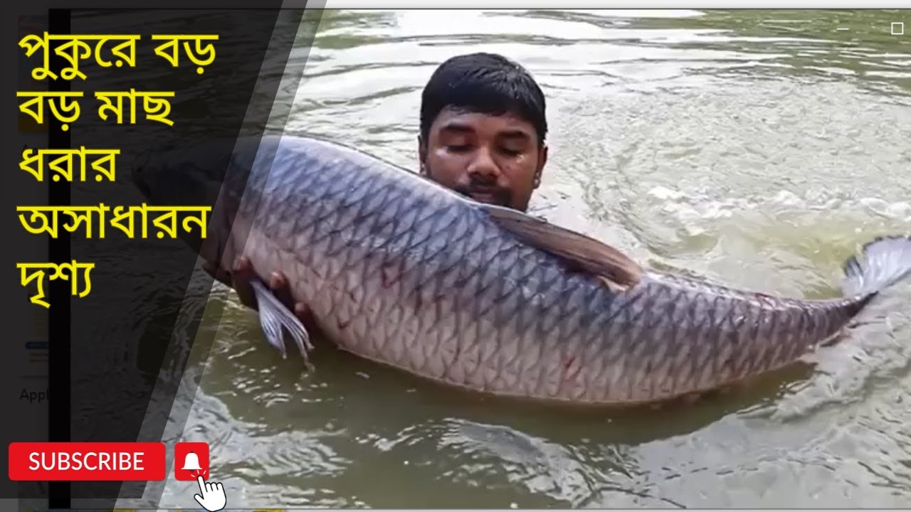 পুকুরে বড় বড় মাছ ধরার অসাধারন দৃশ্য//🌱🦐🐟🦀Bangla Agro Fish Farm(BAFF ...