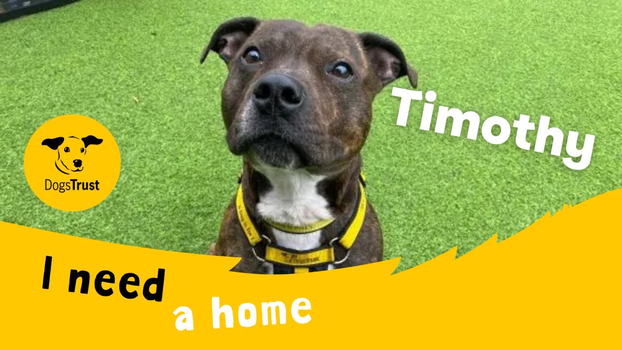 Timothy the terrific Staffie | Dogs Trust West Calder - YouTube