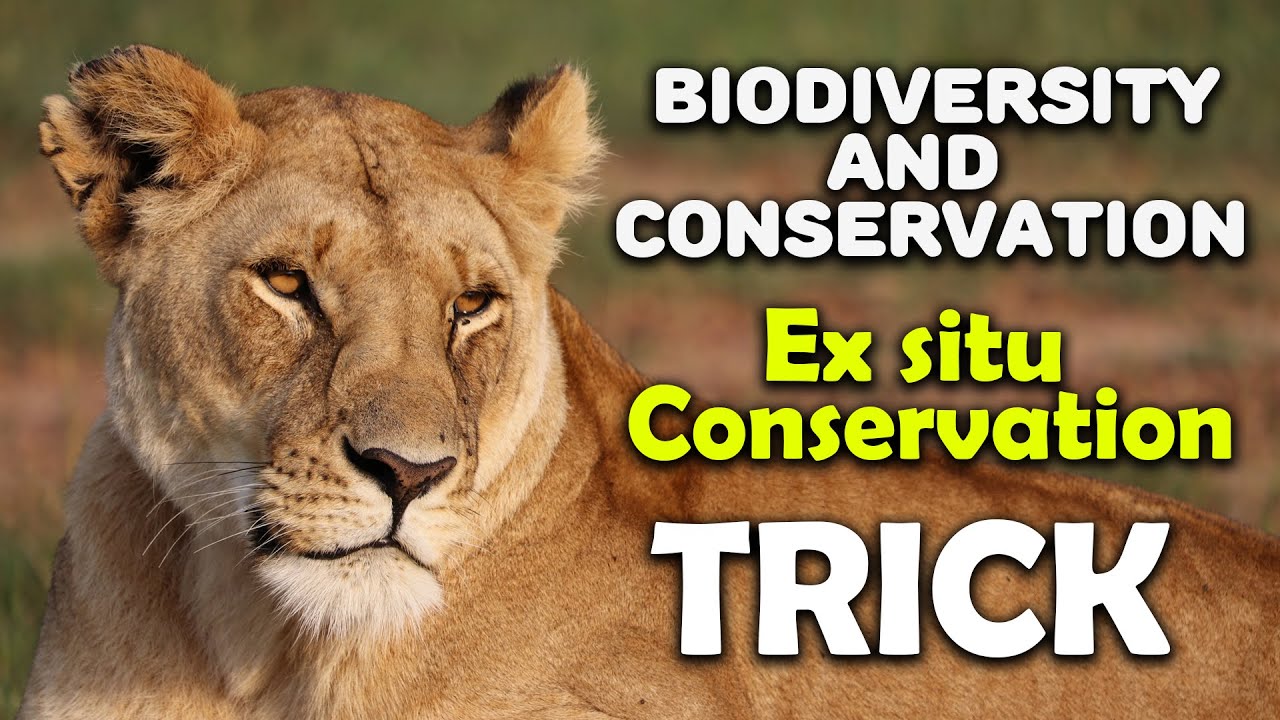 Ex-situ conservation trick/Mnemonic - YouTube