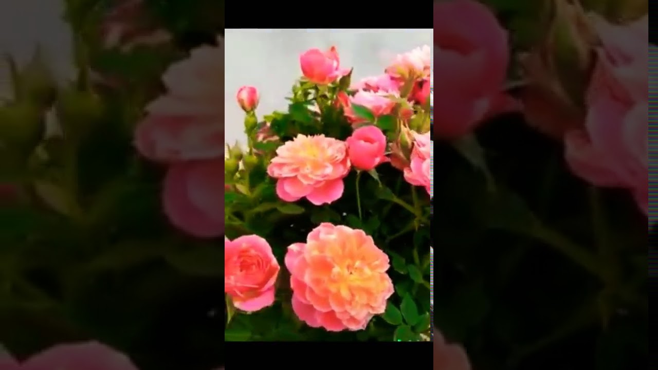 Multiple Rose Grafting plants // Rose Grafting - YouTube