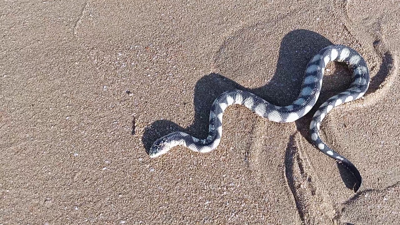 Sea snake in Dahran beach, Jiwani, Balochistan. - YouTube