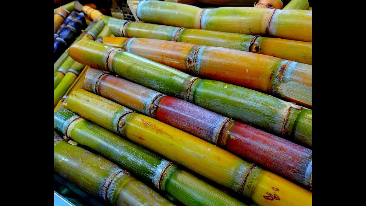 Sugarcane || Ganna || گنا - YouTube
