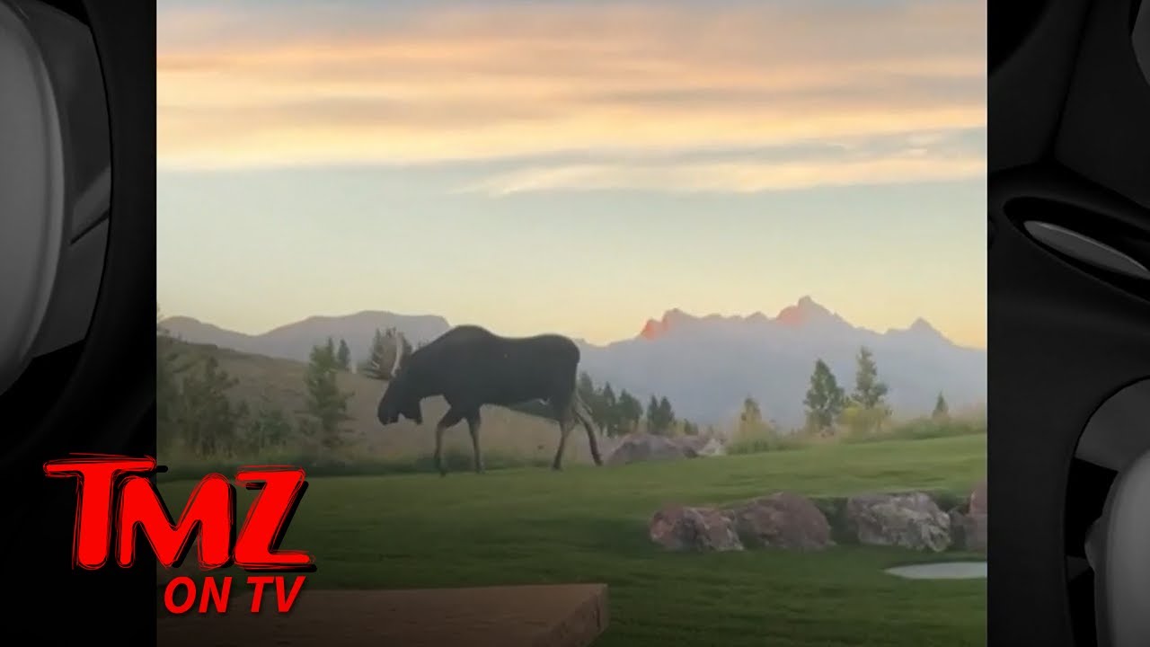 Tyler Perry Has Guest Moose in Backyard of His Home | TMZ TV - YouTube