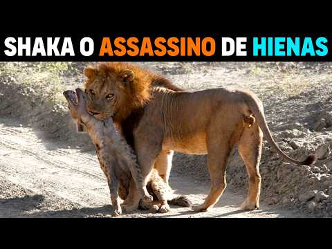 Leão - Shaka rei da coalizão Mbiri MASSACRA Hienas do Kruger