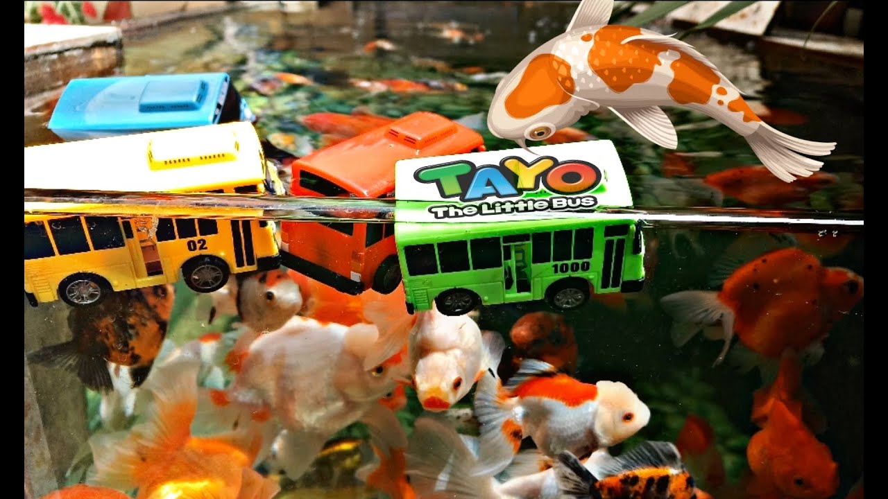Tayo The Little Bus Friends Toys Gani Rogi Lani Berenang Dan Bermain ...