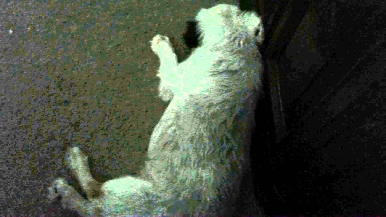 Panda snoring - YouTube