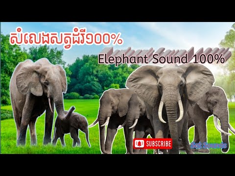 សំលេងសត្វដំរី១០០%/Elephant Sound 100% #Elephant #សត្វដំរី #animals # ...