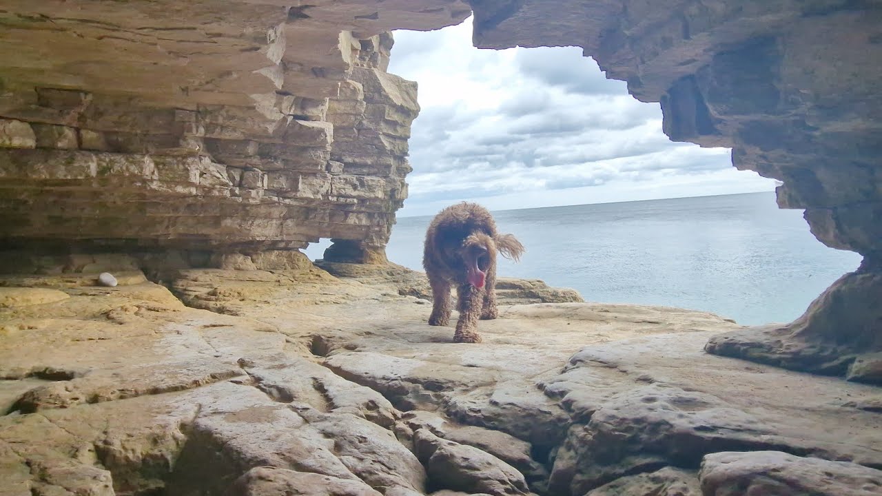 the beautiful whitburn coast with the dog! #Whitburn #northeastengland ...