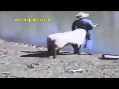 Angry sheep - Gousfandeh Asabi