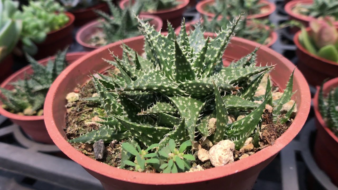 Aloe descoingsii × Aloe haworthioides 'Aloe pepe' 多肉植物圖鑑 拍拍(拍拍蘆薈) - YouTube