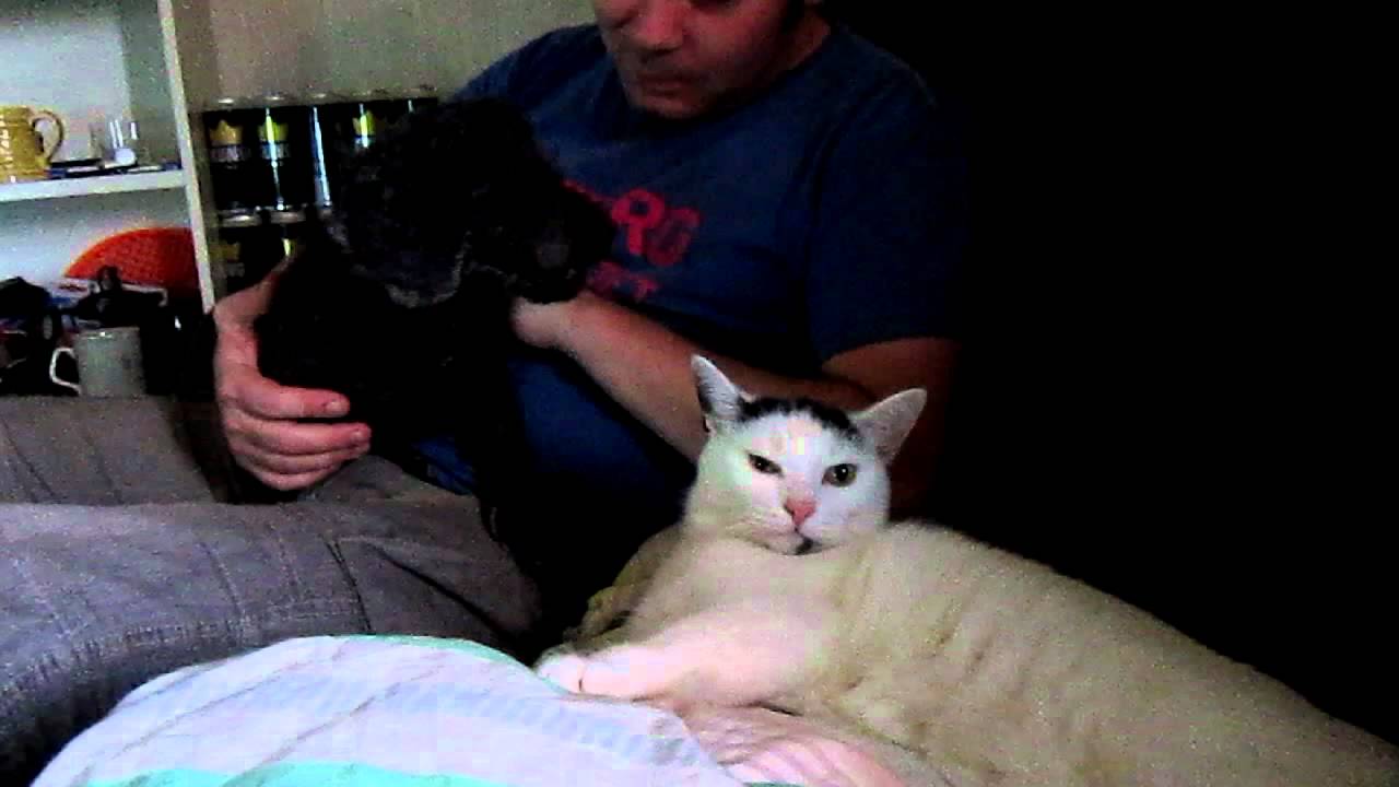 Arg katt - YouTube
