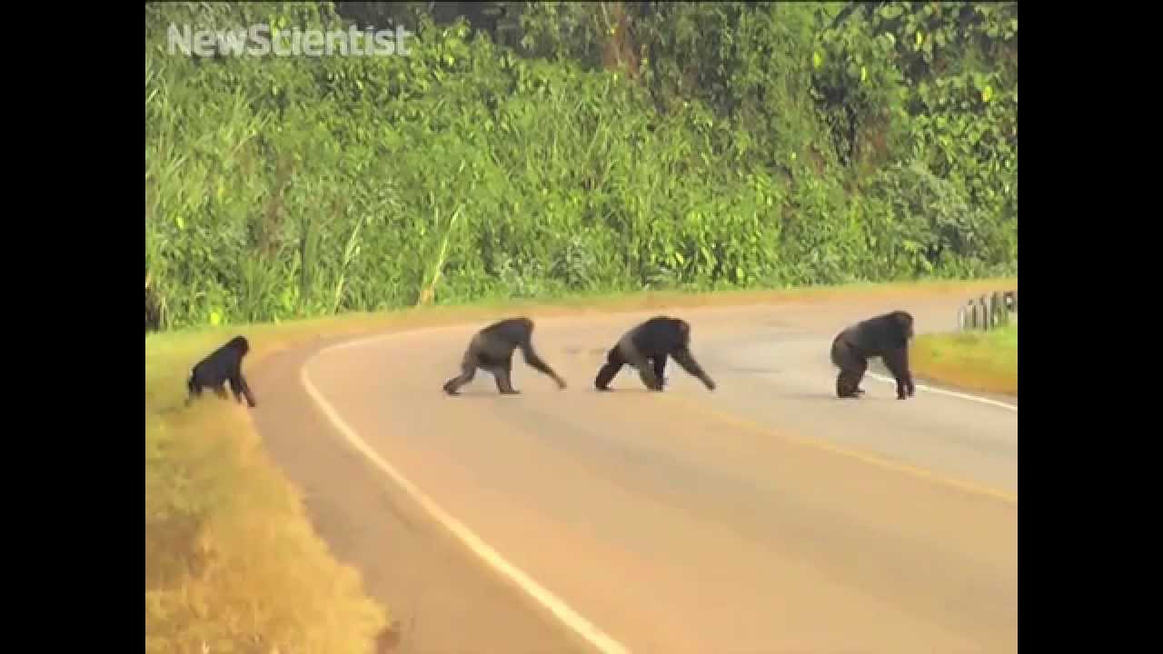 Wild chimps take care before crossing the road - YouTube