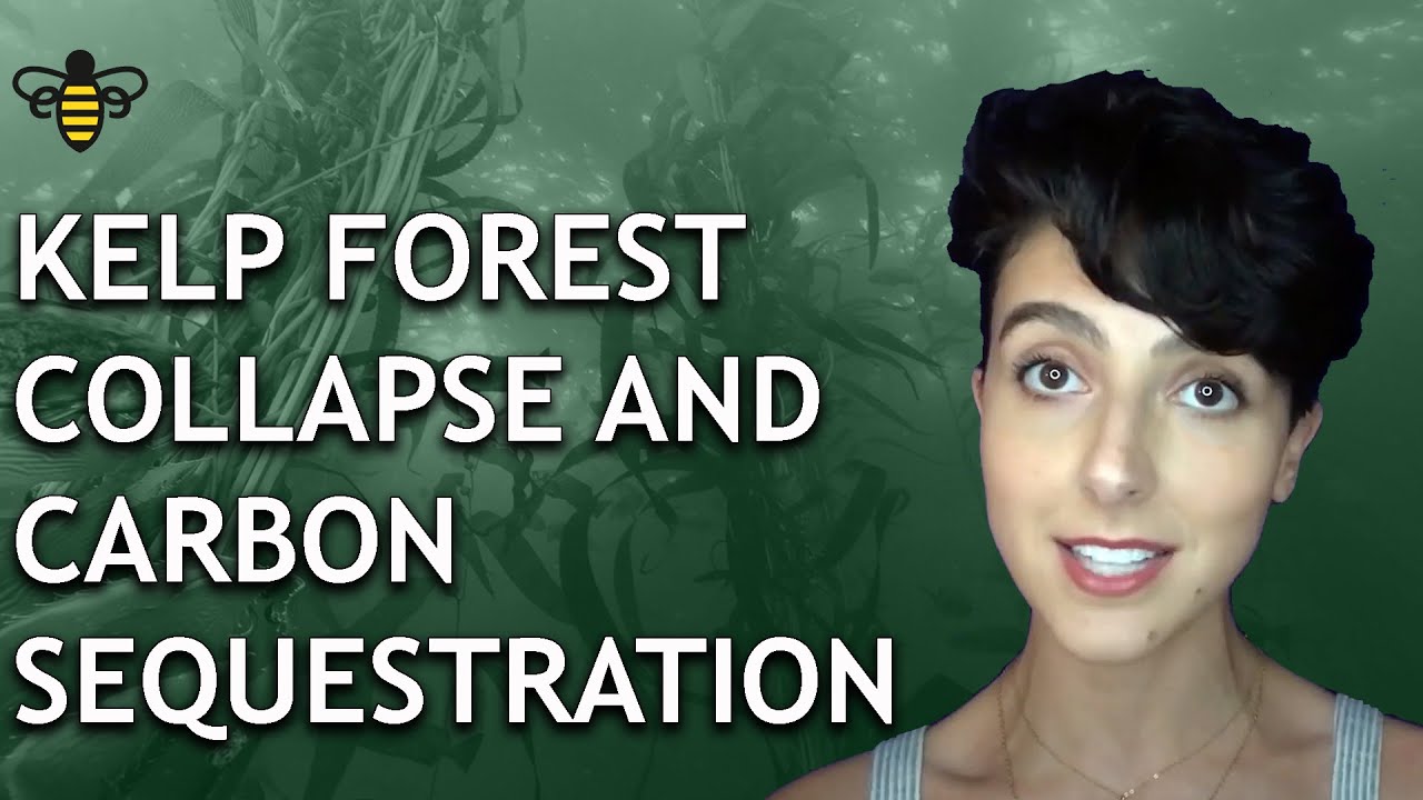 What You Need to Know About Kelp Forest Collapse and Carbon ...