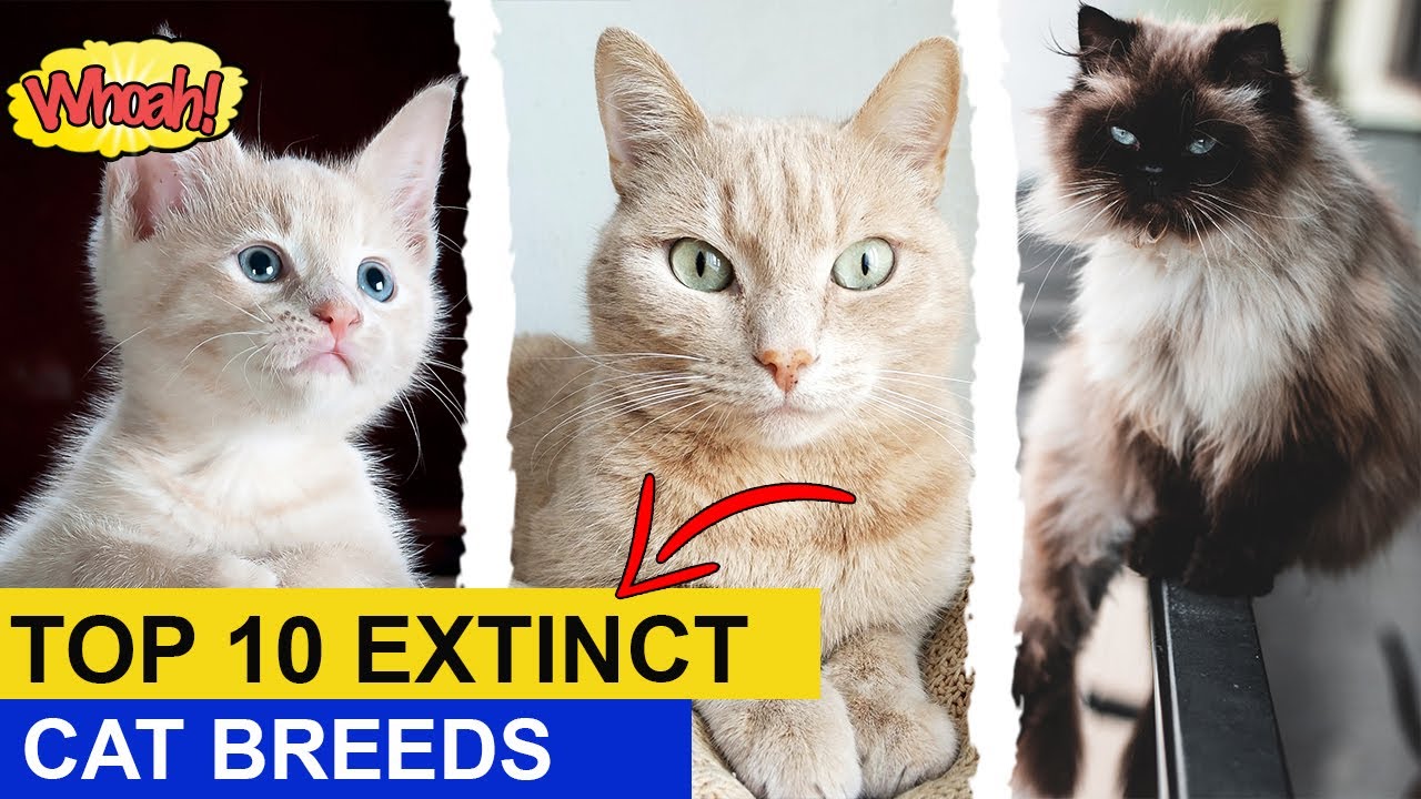 These Cat Breeds Went Extinct & Everyone Looked Away! - YouTube