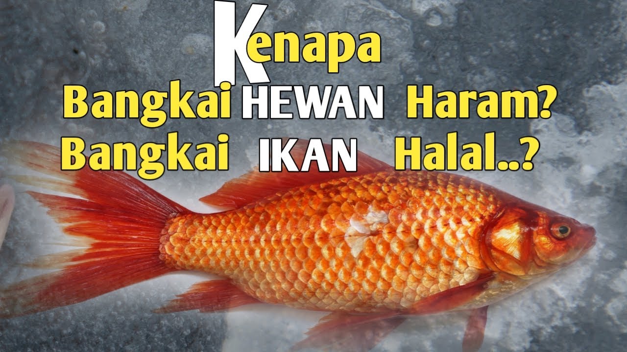 Kenapa Bangkai Ikan Halal/Semua Hewan Laut Halal/Hukum Makan Bangkai ...