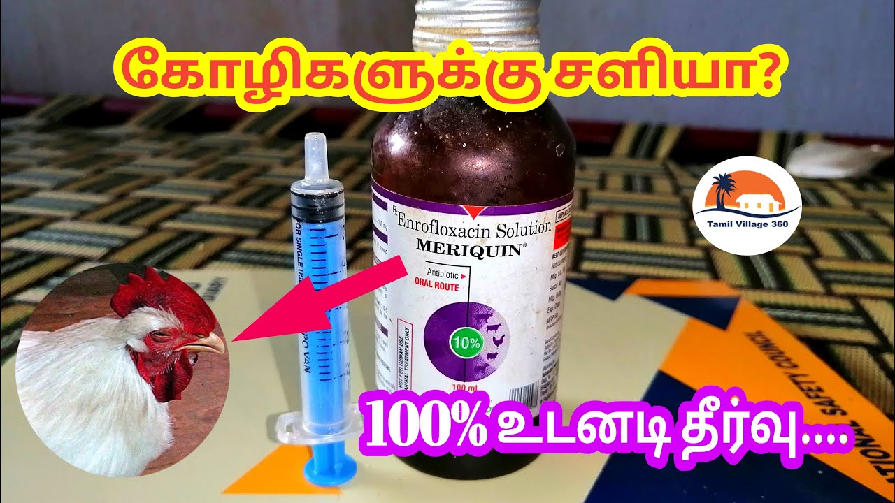 நாட்டுக்கோழி சளியை விரட்ட சிறந்த மருந்து | Meriquin Uses In Tamil |# ...