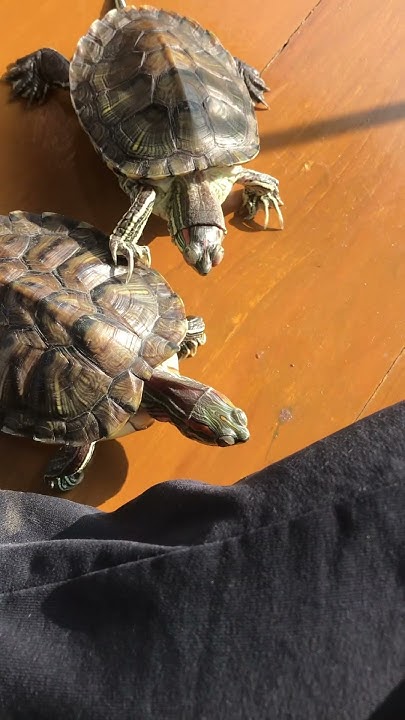 Red Eared Sliders 🐢 Youtube