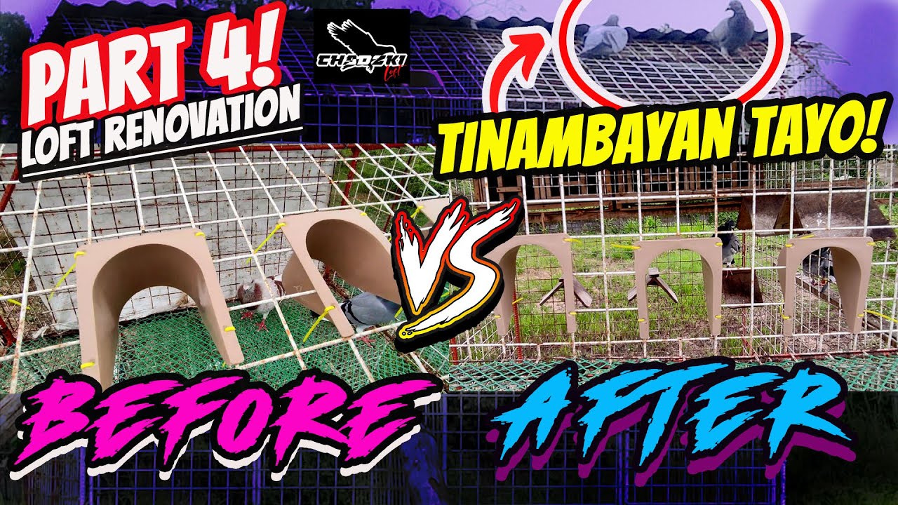 Mas Effective na Trap Door ng Kalapati - YouTube