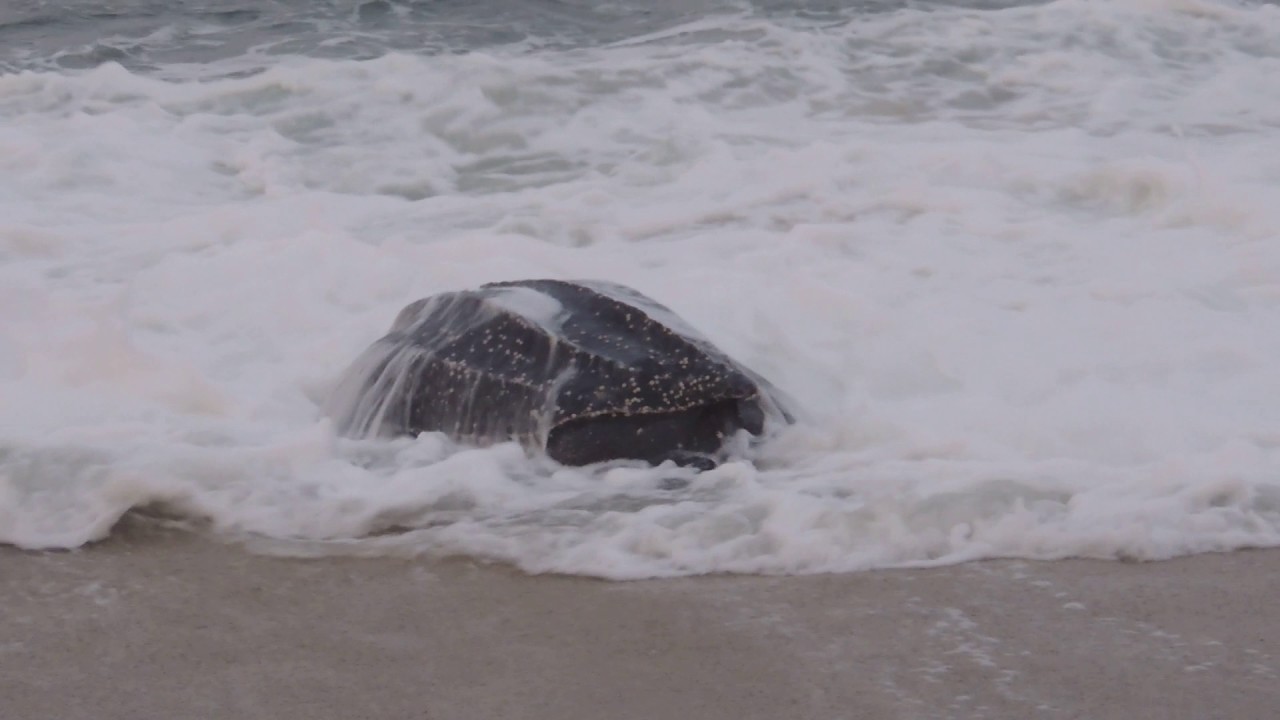 Tortuga Cardón Regresando a su Casa el Mar - YouTube