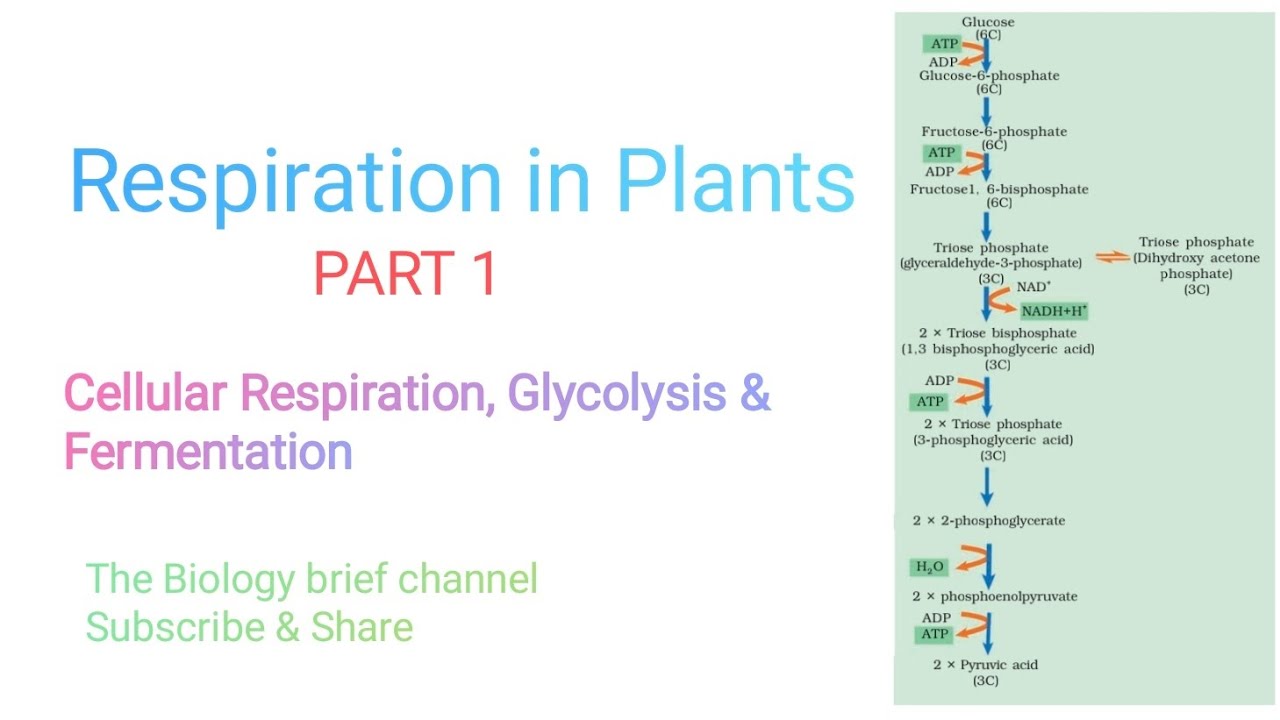RESPIRATION IN PLANTS|GLYCOLYSIS AND FERMENTATION|PLUS ONE BIOLOGY|PART ONE|NEET |CUET |BOARD ...