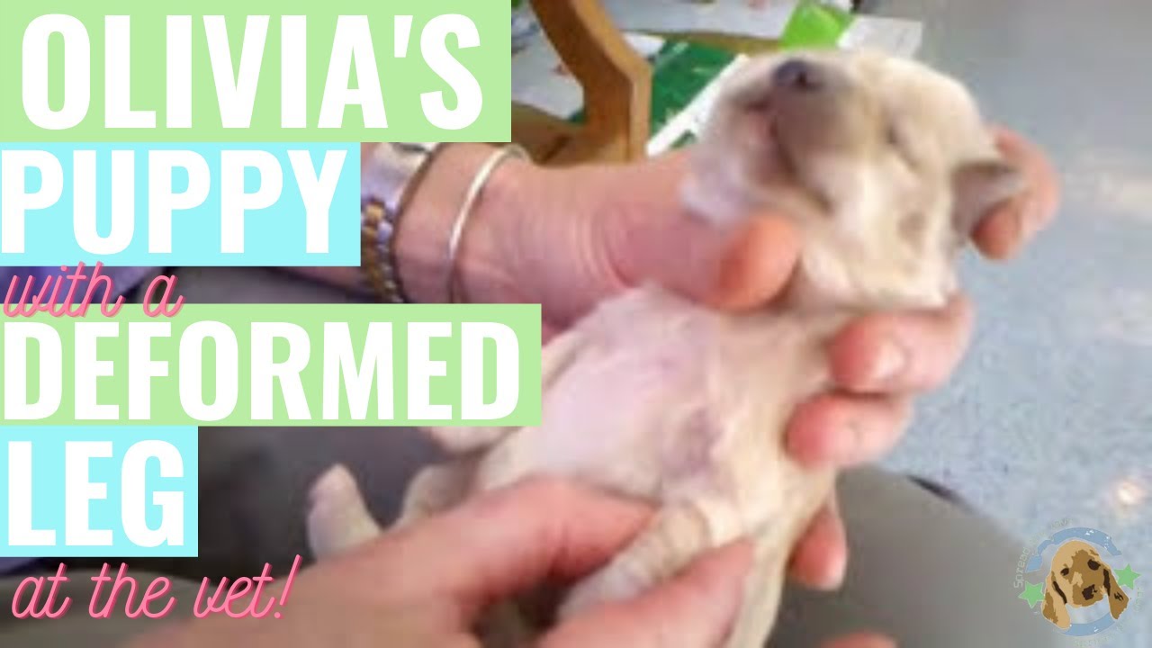 Olivia's Puppy with Deformed Leg (at vet) (clip two) 2-11-11 - YouTube