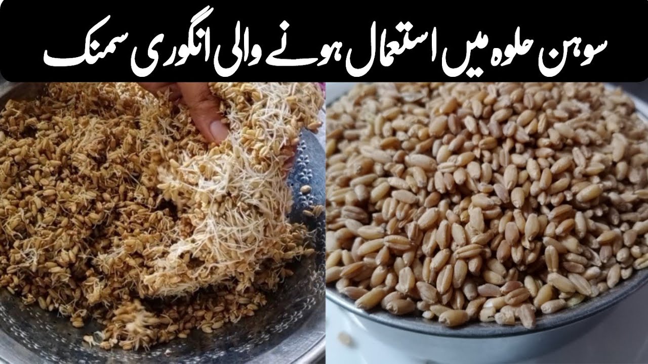 Angori samnak recipe for sohan halwa | angori banane ka tarika | halal ...