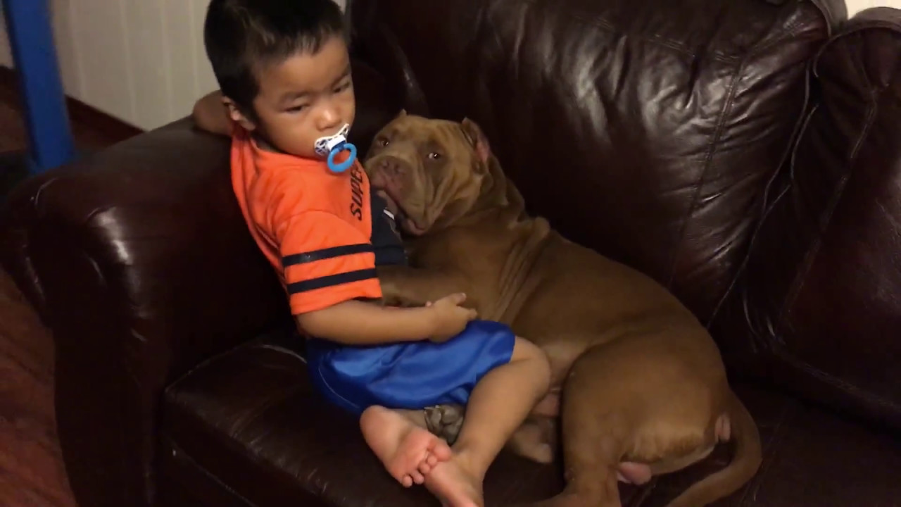 Baby 3 year and American bully 11 months old Love - YouTube