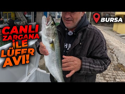 ZARGANAYI TAKTIK, LÜFERİ KAPTIK! | BURSA/GEMLİK LÜFER AVI! | BOAT SHOW 2023'E UĞRADIK!
