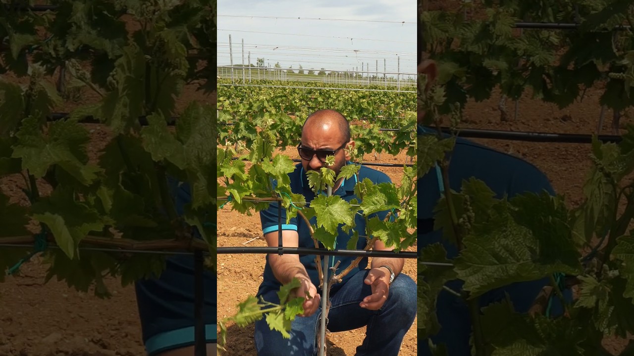 Διαμόρφωση Κεφαλών Σε Νέο #αμπελι #thegreekvineyard #αμπελουργια - YouTube