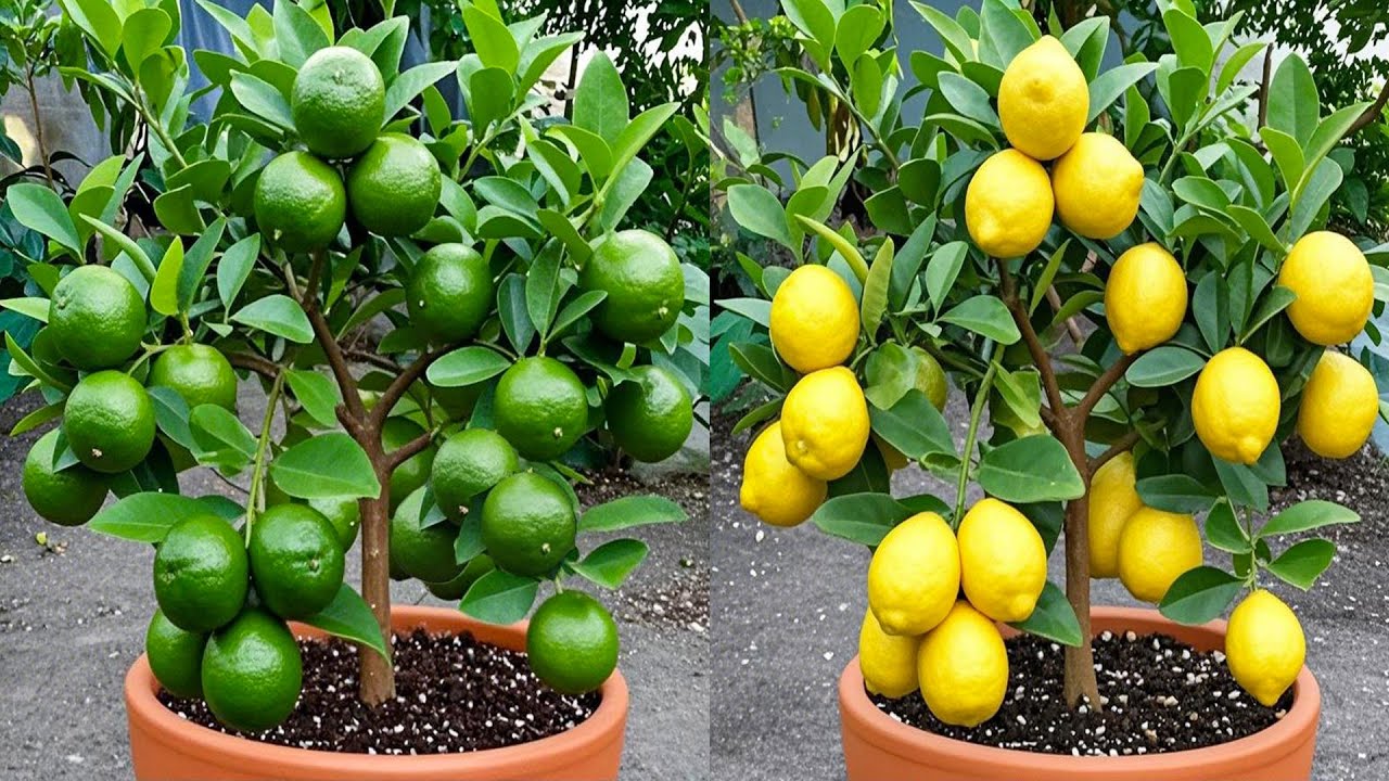Tips for growing lemon cuttings with bananas to stimulate the plant to ...