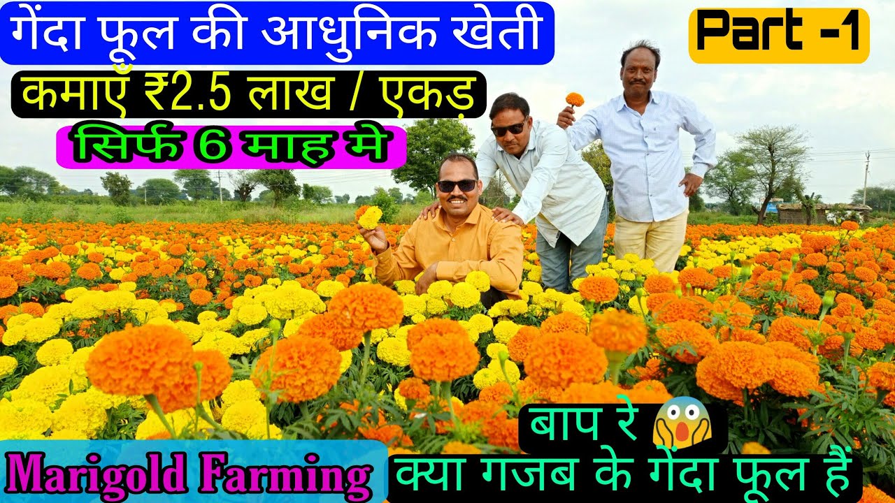 बाप रे 😇 क्या गजब के गेंदा फूल है || Marigold farming🤓गेंदा फूल की ...