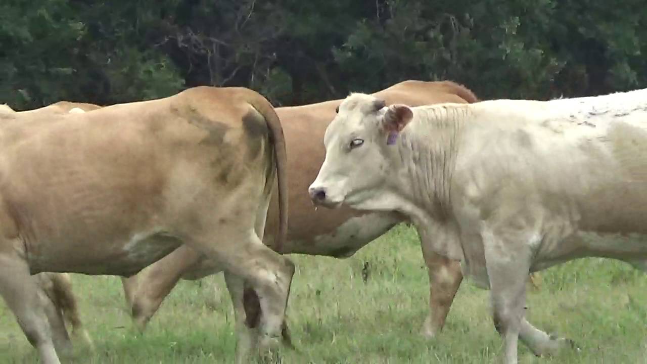 Charbray Bred Heifers for sale in Oklahoma - YouTube