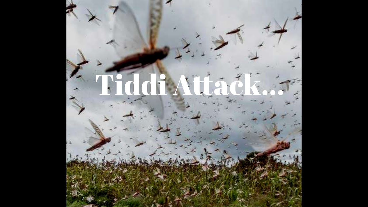 Tiddi Attack in Delhi || Live update - YouTube