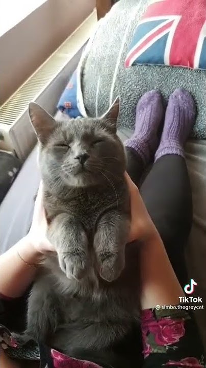 give more money so i can sniff catnip #shorts - YouTube