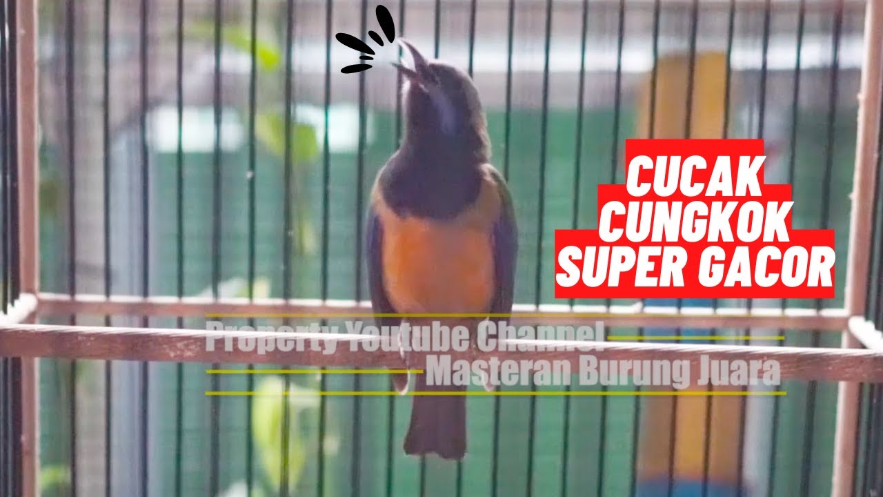 Cucak Cungkok Super Gacor Full Isian Mewah Cocok Untuk Materi Masteran ...