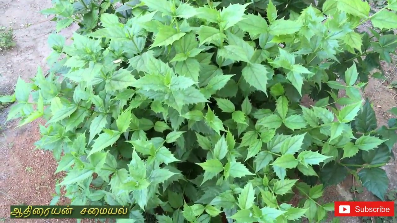 கிருமி தொற்றிலிருந்து காக்கும் பவழமல்லி மருந்து நீர் (கசாயம்) | Prevent ...