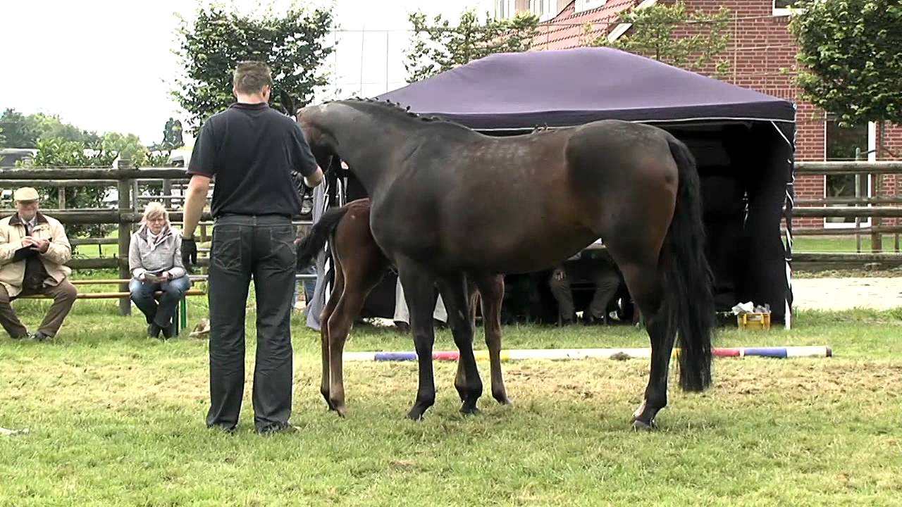 Hf Romanov Blue Hors Frenchman Golfstrom II - YouTube