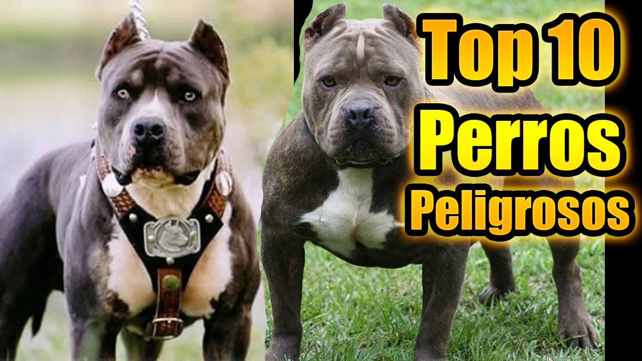 top-10-perros-m-s-peligrosos-del-mundo-youtube