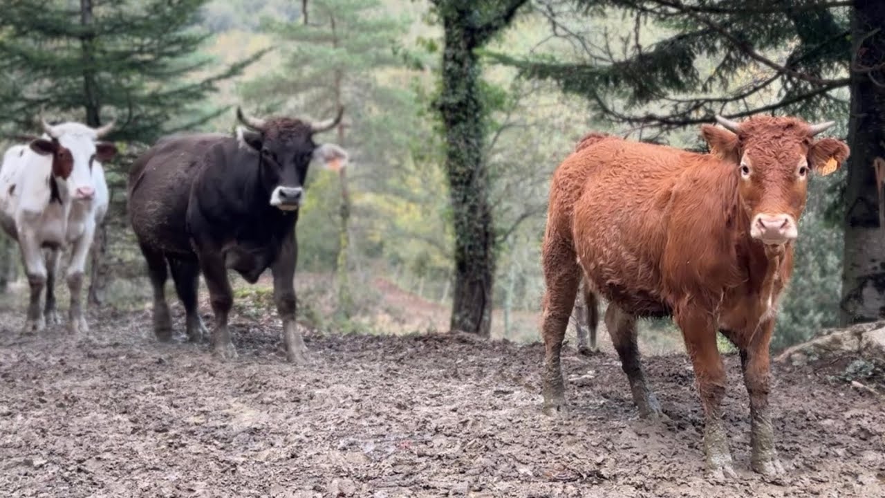 RECOGEMOS a las vacas y toros - YouTube