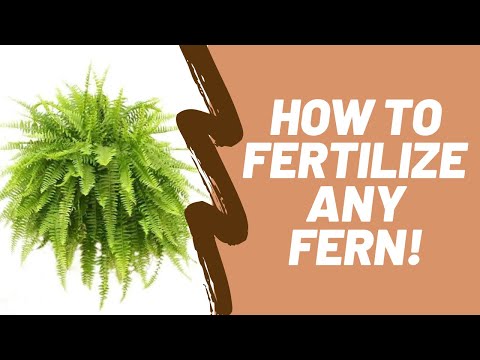 What Kind Of Fertilzer Do You Use On Ferns