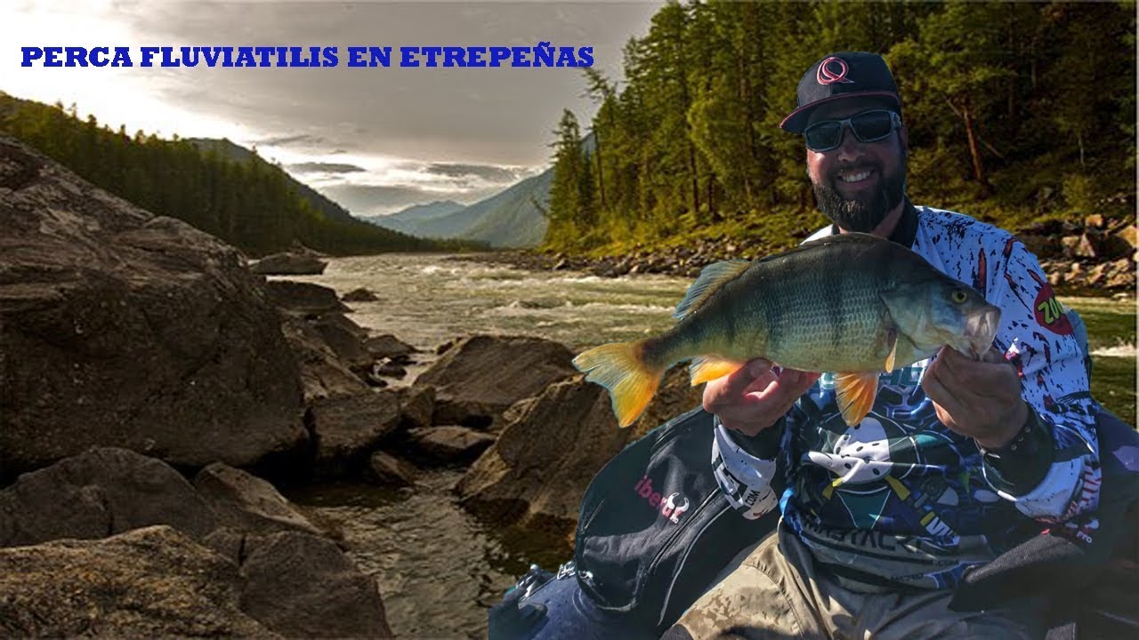 PERCA FLUVIATILIS en ENTREPEÑAS - YouTube