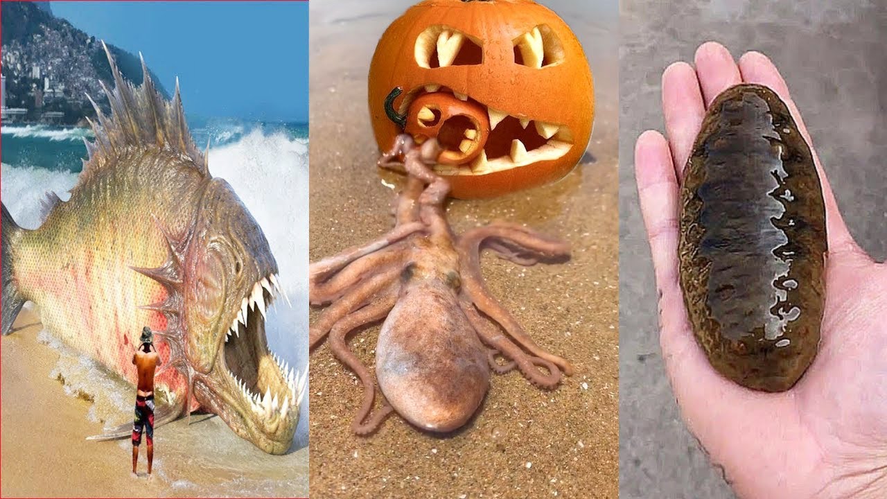 Halloween We hunt Sea Animals, Sea Monsters... - YouTube